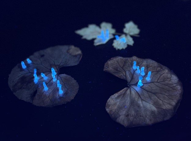 Protopia – Burren College of Art | Newtown Castle | Ballyvaughan | Co ...